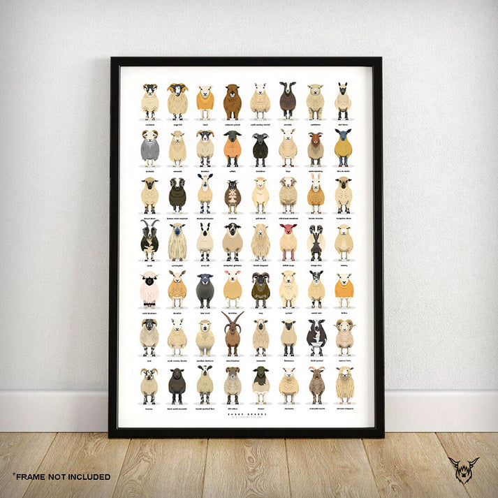 The Ultimate Sheep Breeds Poster – Als Couzens Artwork