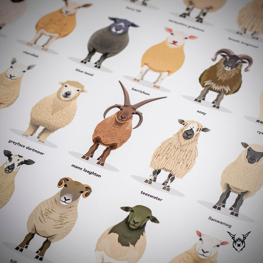 The Ultimate Sheep Breeds Poster – Als Couzens Artwork